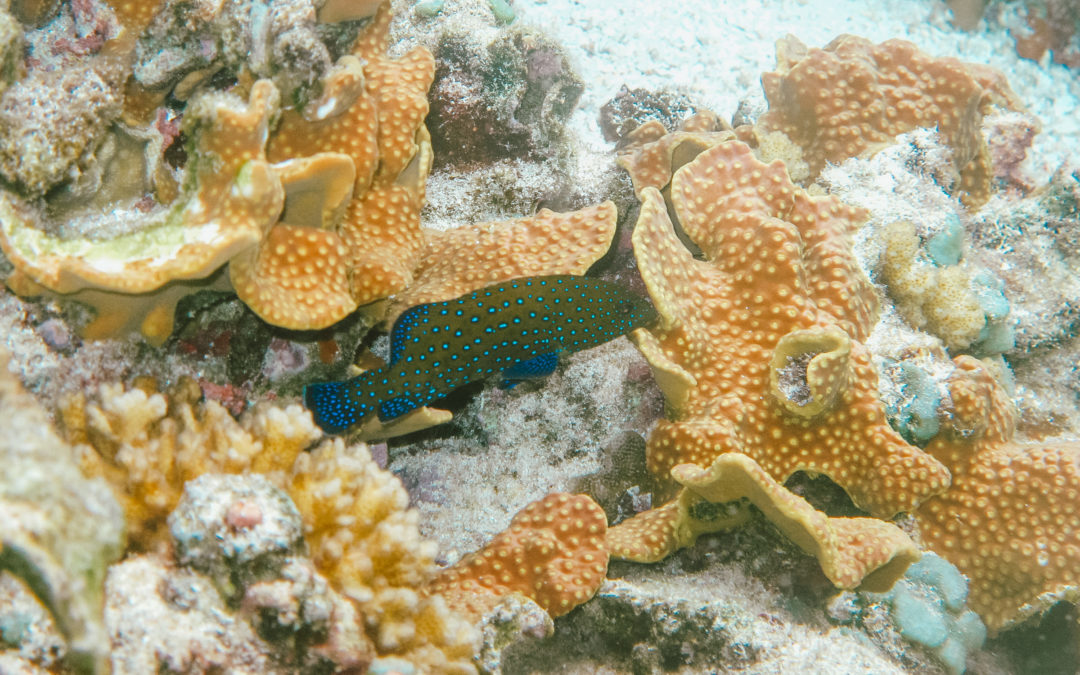 Snorkeling in Ofu | Part 3 - American Samoa - Nerelle.com