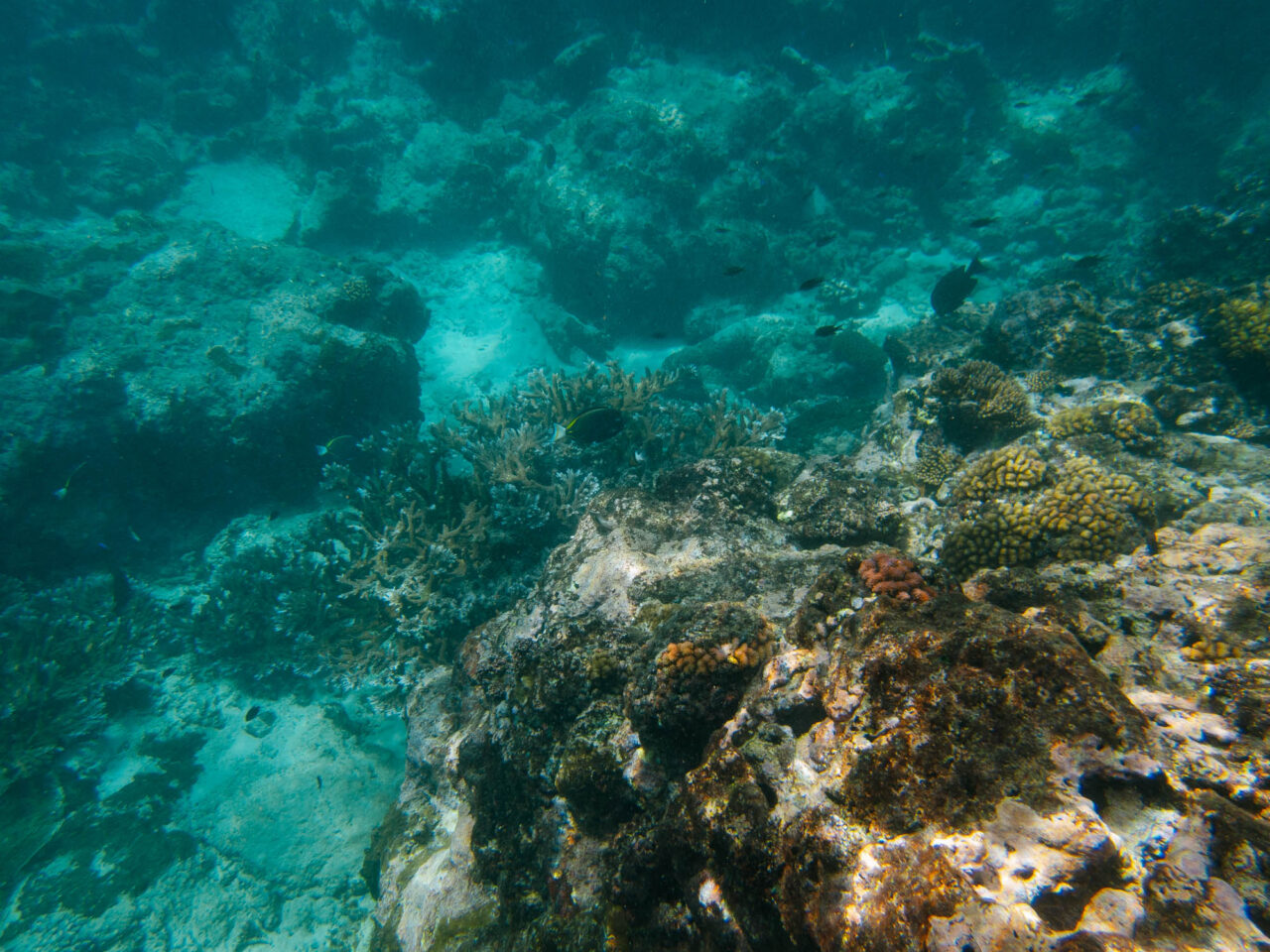 Dive Log: Amalau Bay (Left side) - Nerelle | American Samoa