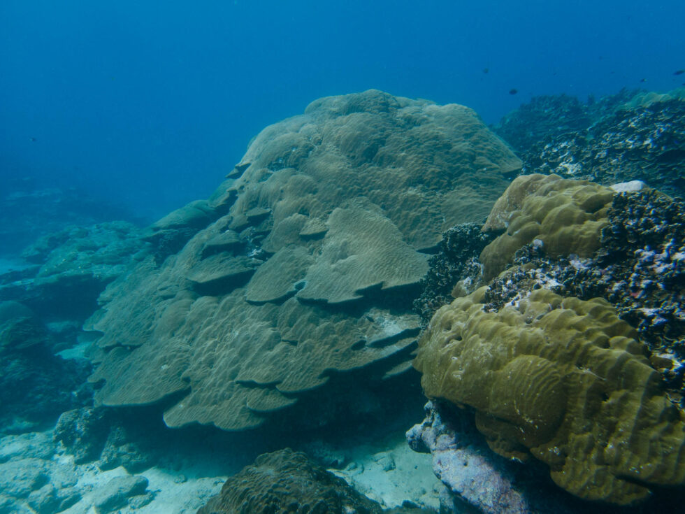 Dive Log: Amalau Bay (Left side) - Nerelle | American Samoa